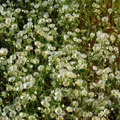 Neophyten Definition